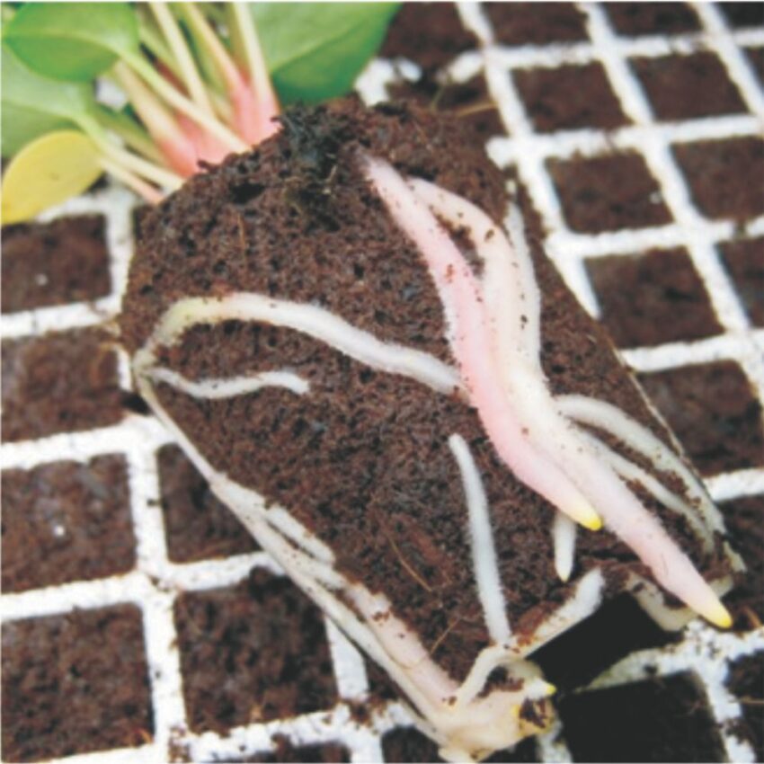 Jiffy Preforma Products - Egmont Commercial