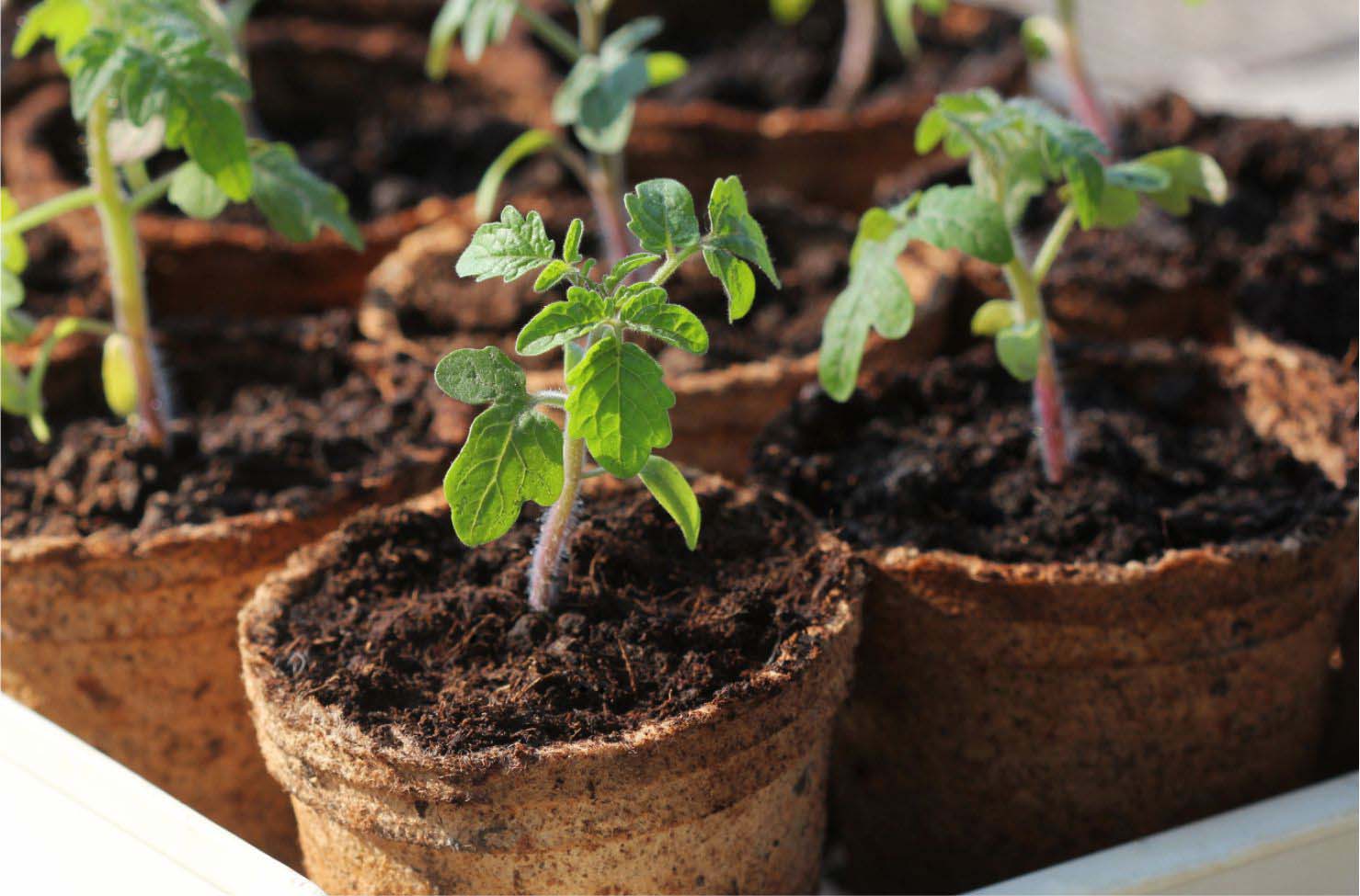 Jiffy | Biodegradable Growing Container - Egmont Commercial