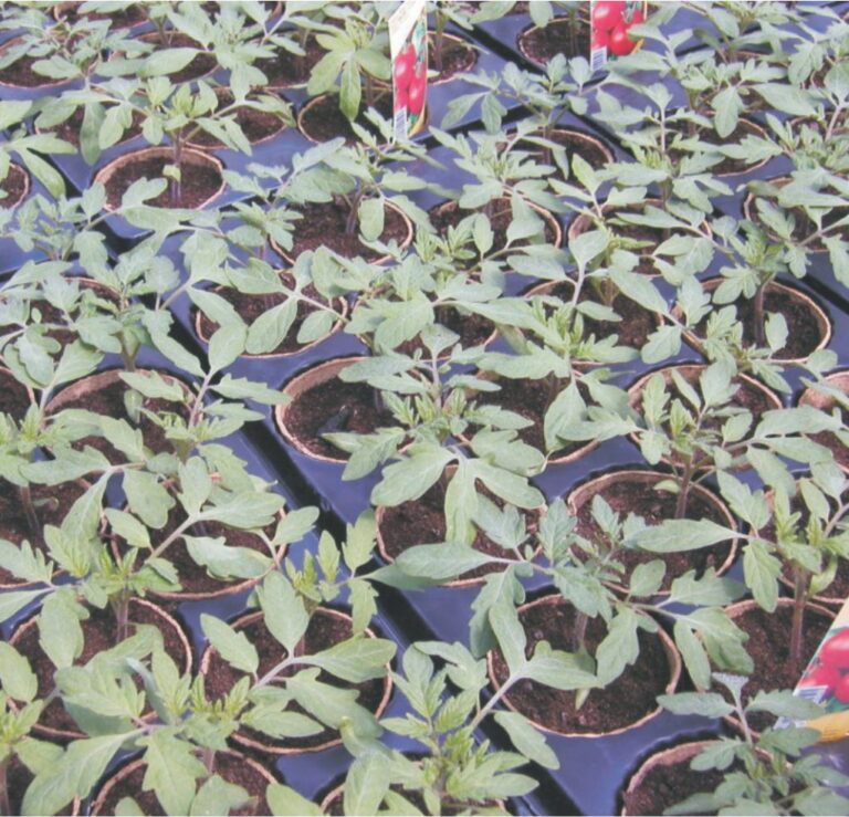 Jiffy | Biodegradable Growing Container - Egmont Commercial