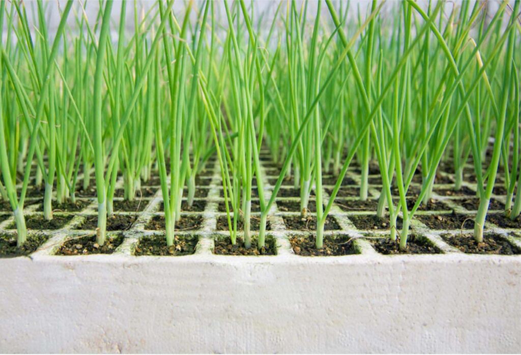 Jiffy | Biodegradable Growing Container - Egmont Commercial