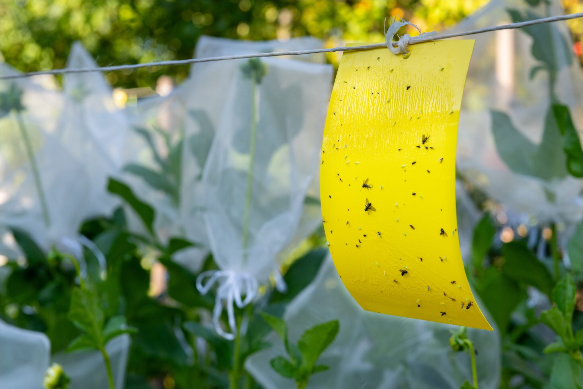 Sticky Traps (20cm x 25cm) - 10 pack - Egmont Commercial