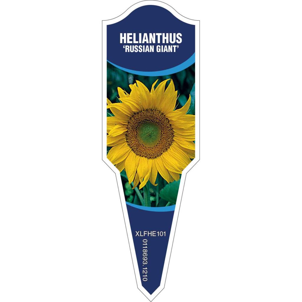 HELIANTHUS Russian Giant - Egmont Commercial