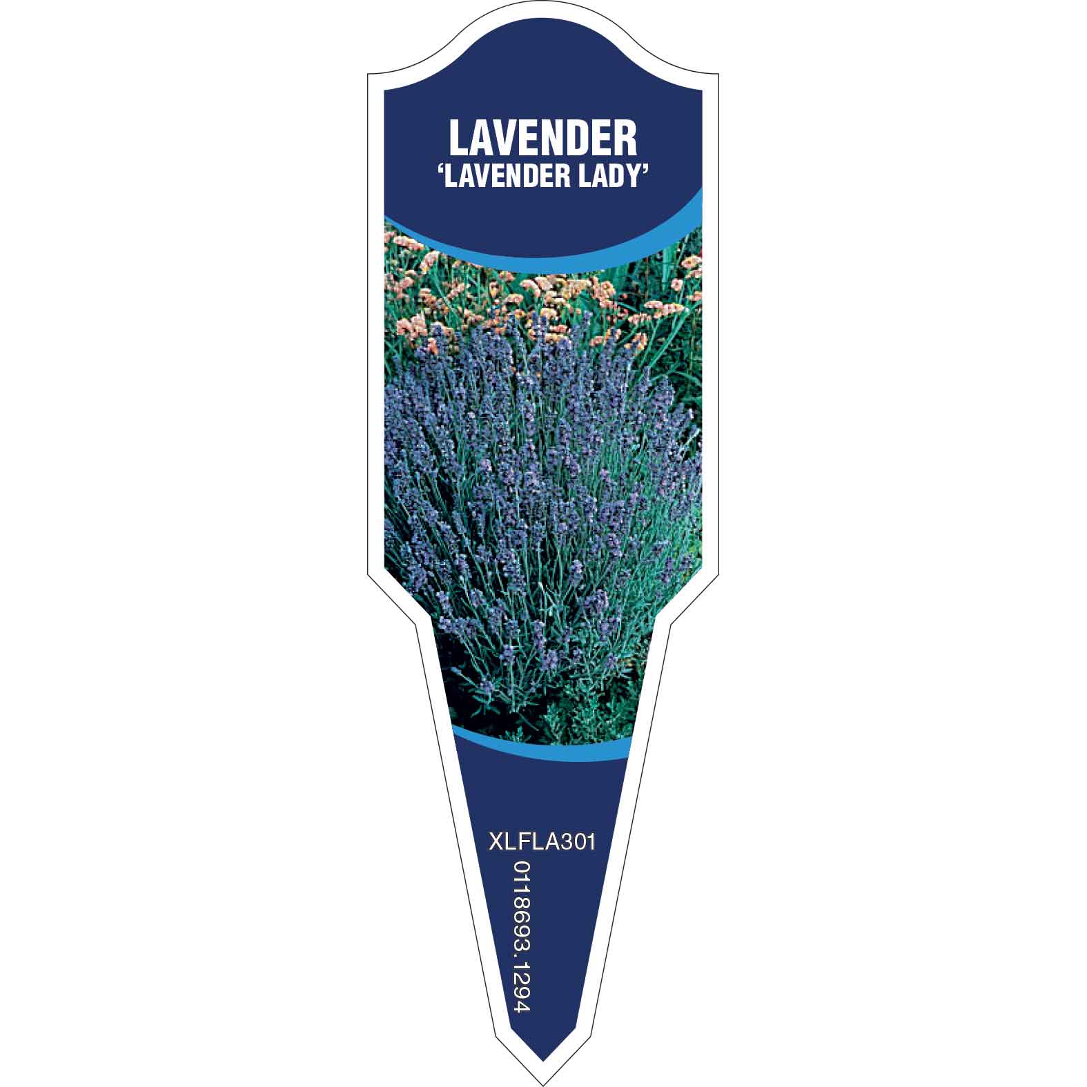 LAVENDER Lavender Lady - Egmont Commercial