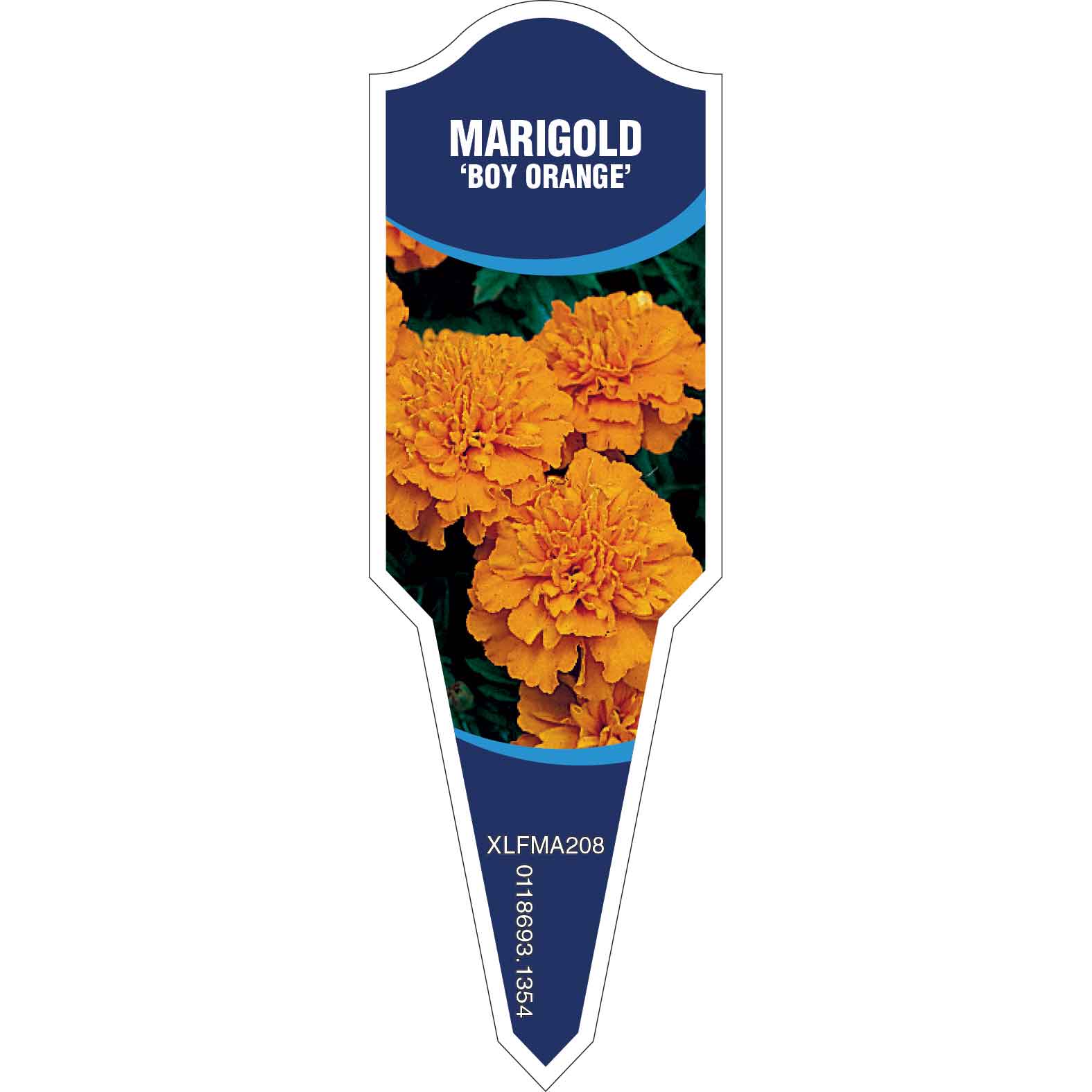 MARIGOLD Boy Orange - Egmont Commercial