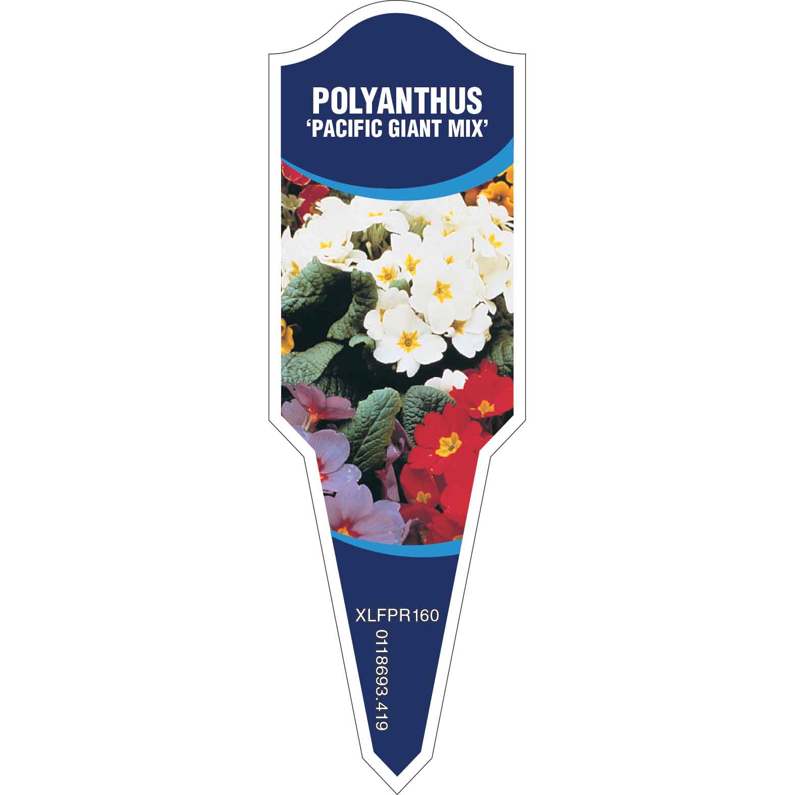 POLYANTHUS Pacific Giant Mix - Egmont Commercial