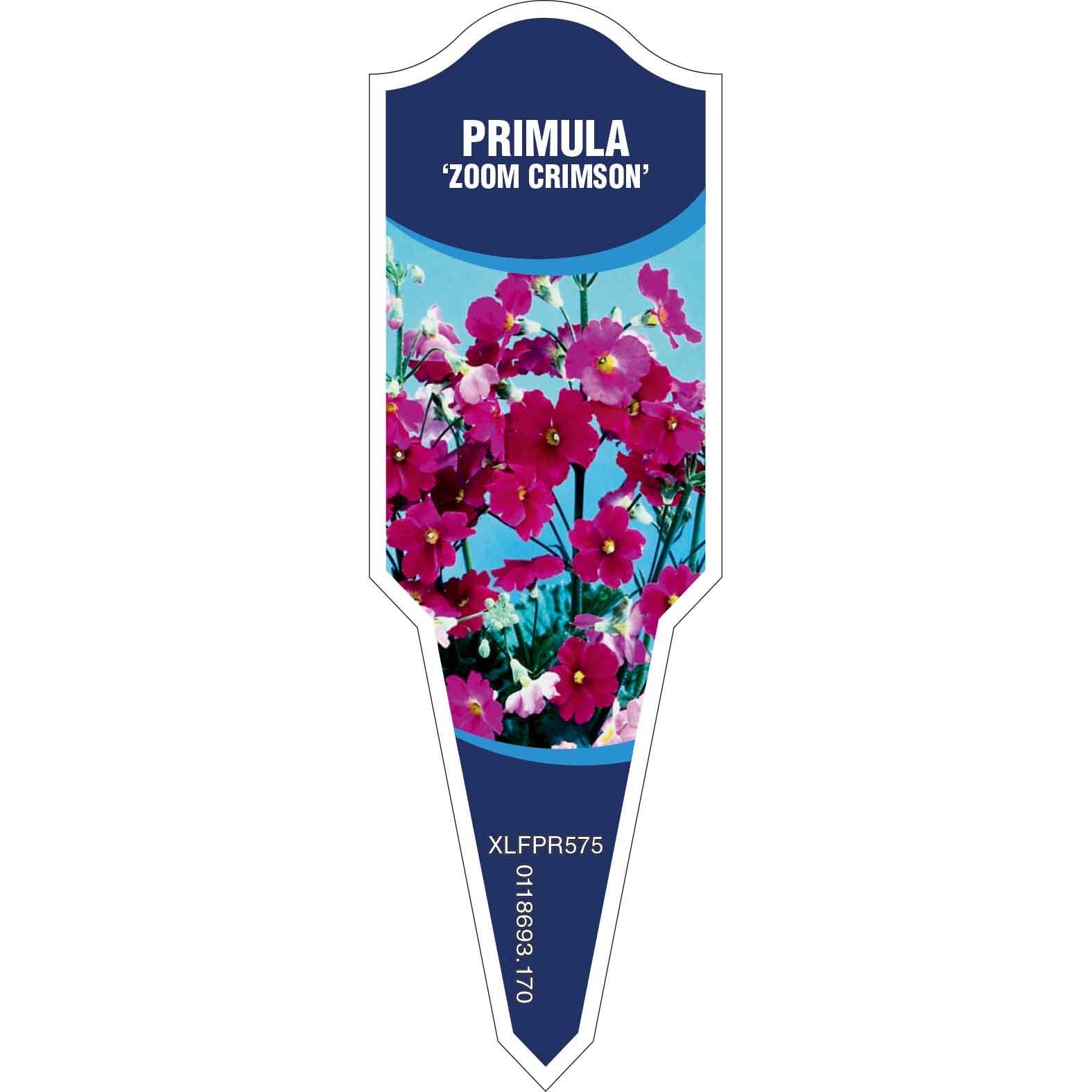 PRIMULA Zoom Crimson - Egmont Commercial