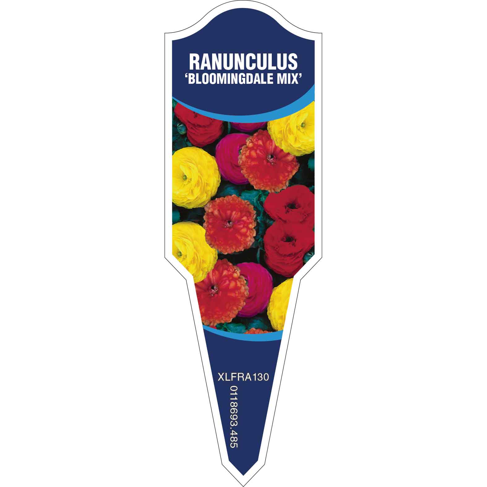 RANUNCULUS Bloomingdale Mix - Egmont Commercial