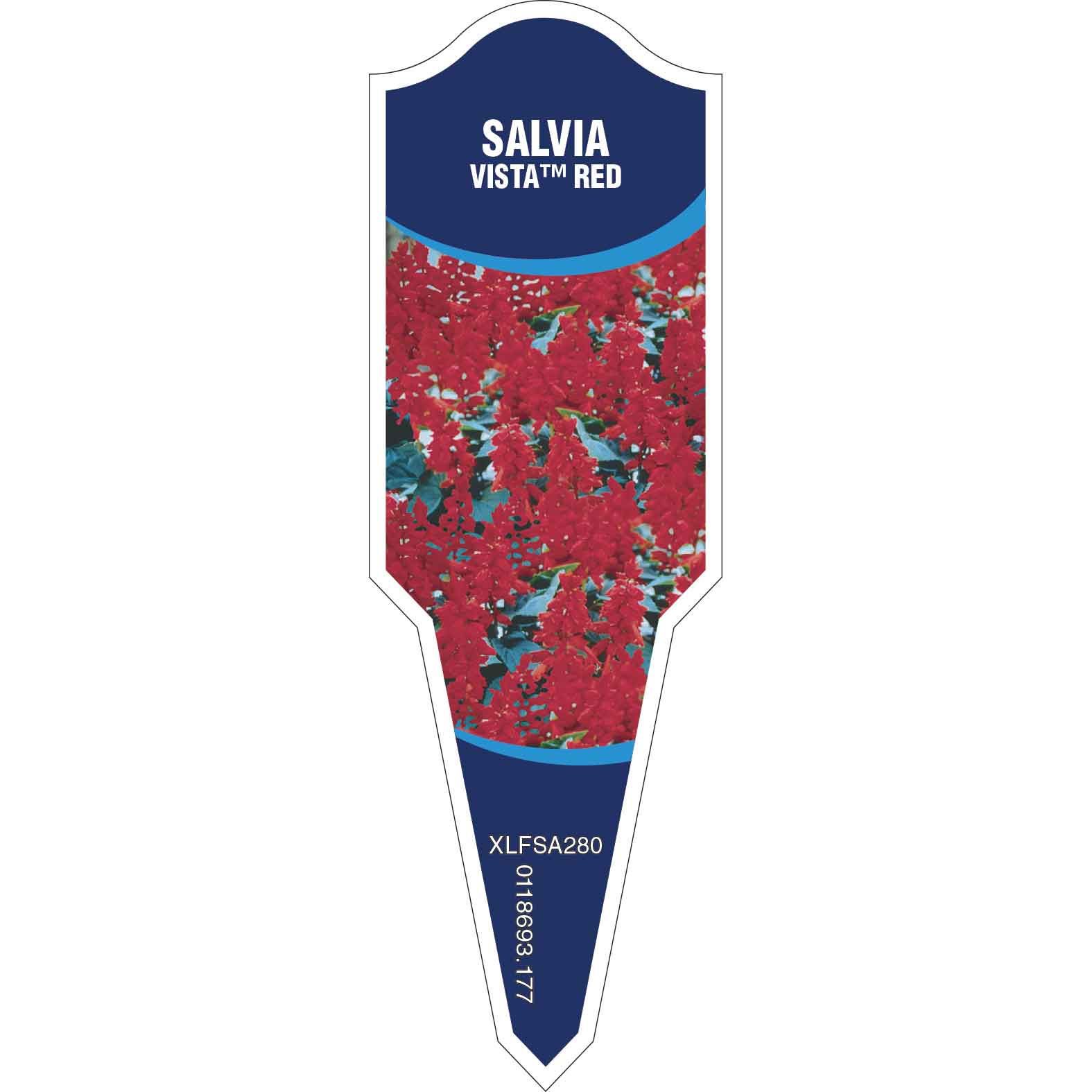 SALVIA Vista Red - Egmont Commercial
