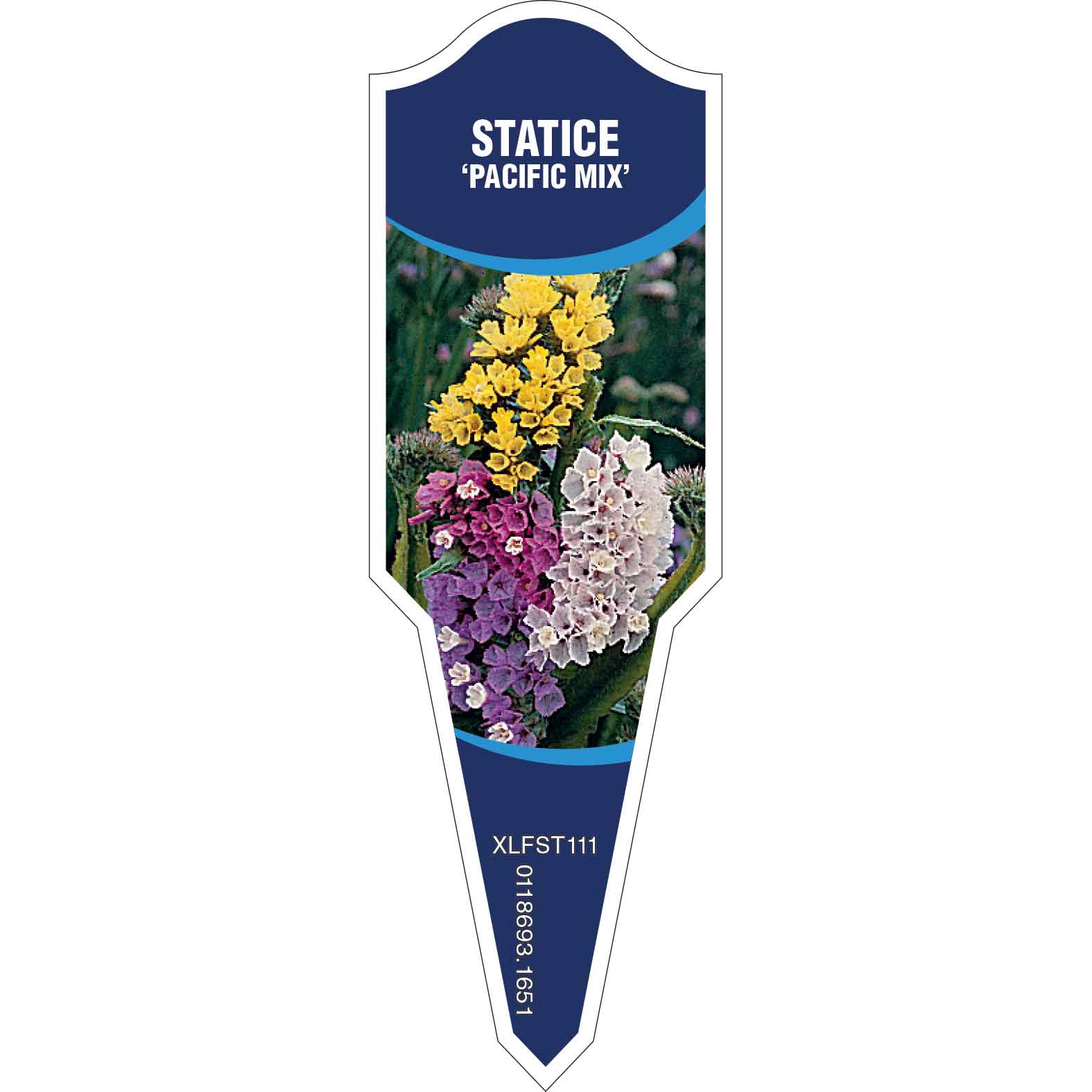 STATICE Pacific Mix - Egmont Commercial