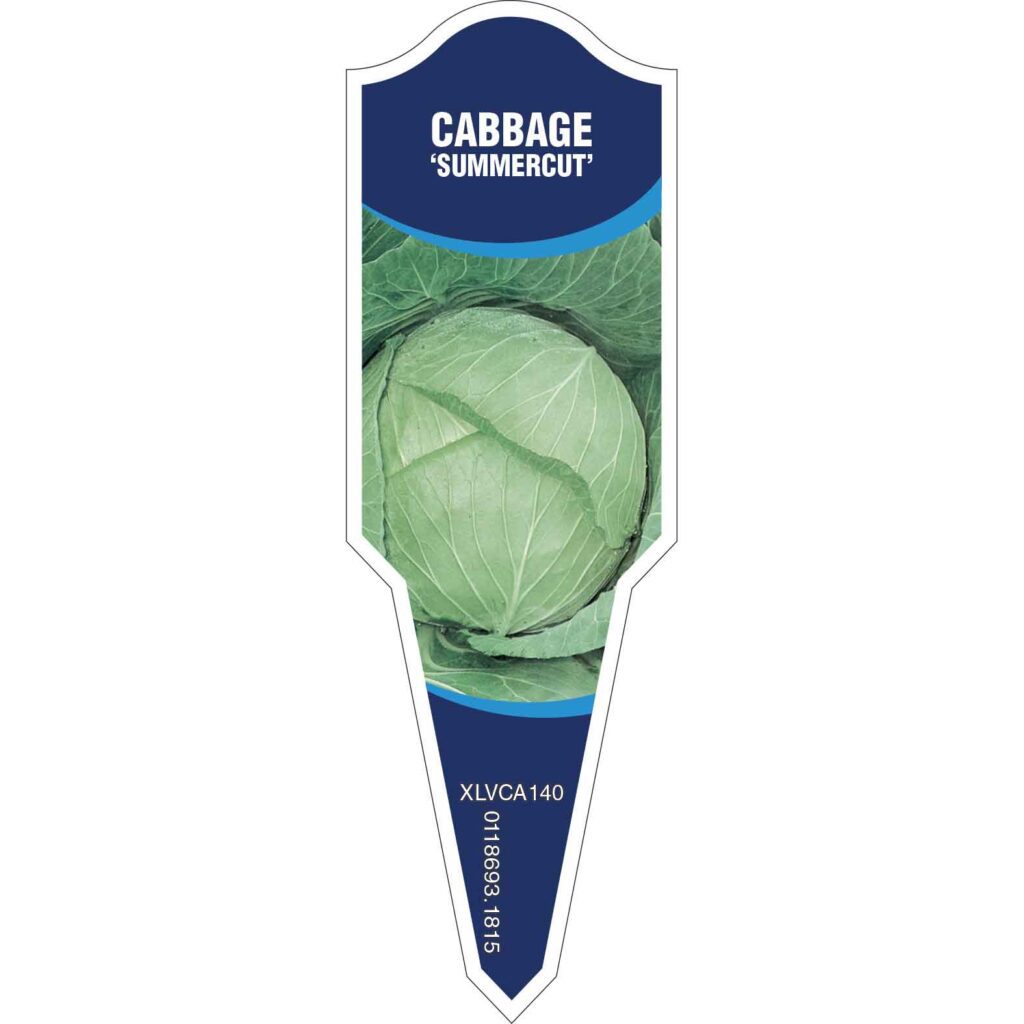 CABBAGE Summercut - Egmont Commercial