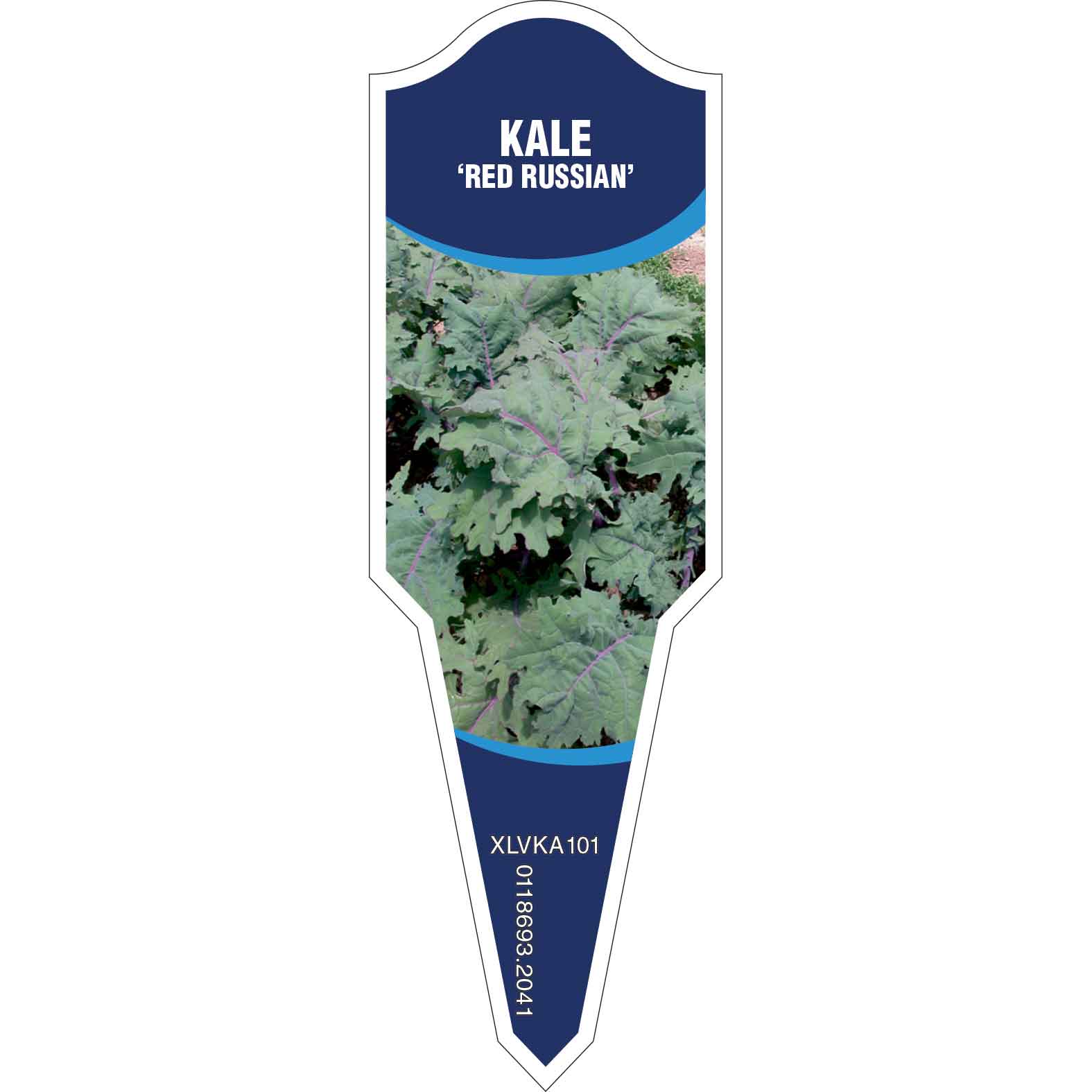 KALE Red Russian - Egmont Commercial