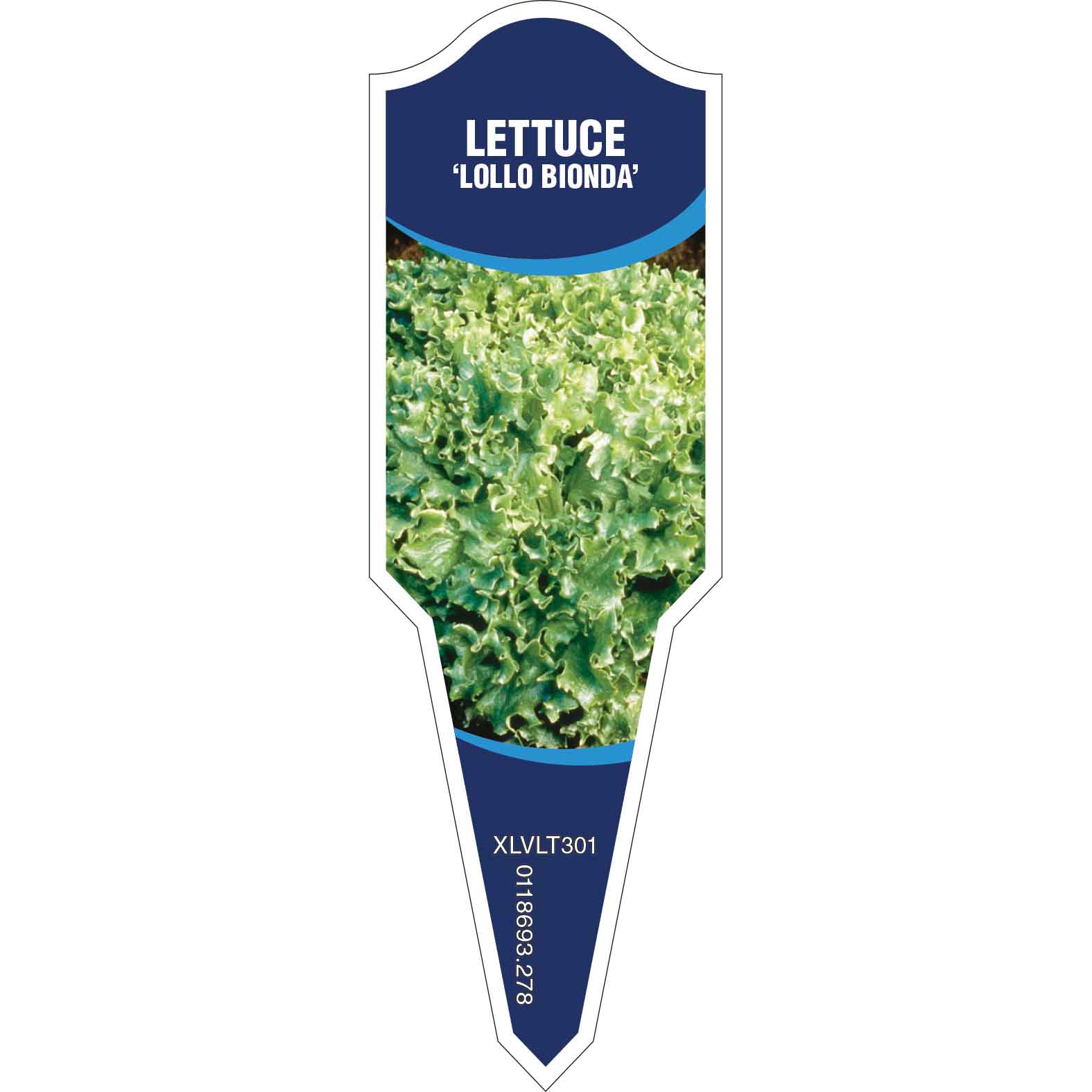 LETTUCE Lollo Bionda - Egmont Commercial