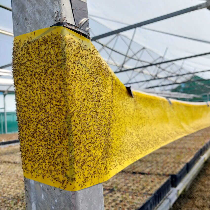 Sticky Rolls (15cm x 100m) - Egmont Commercial
