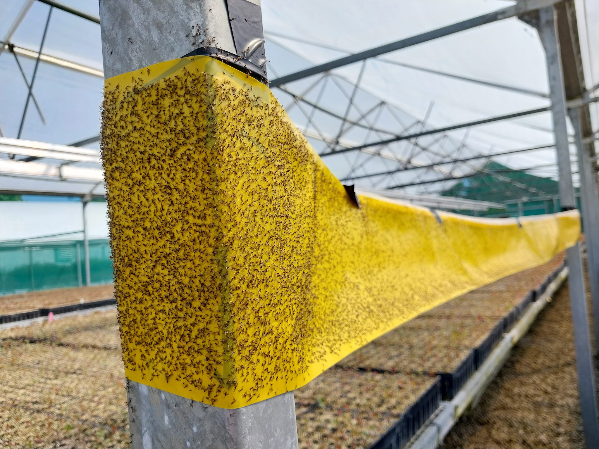 Sticky Rolls (15cm x 100m) - Egmont Commercial